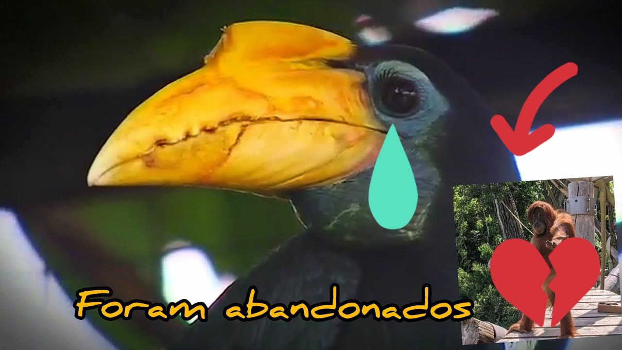 JARDIM ZOOLÓGICO DE MAPUTO MOÇAMBIQUE. #zoo - YouTube