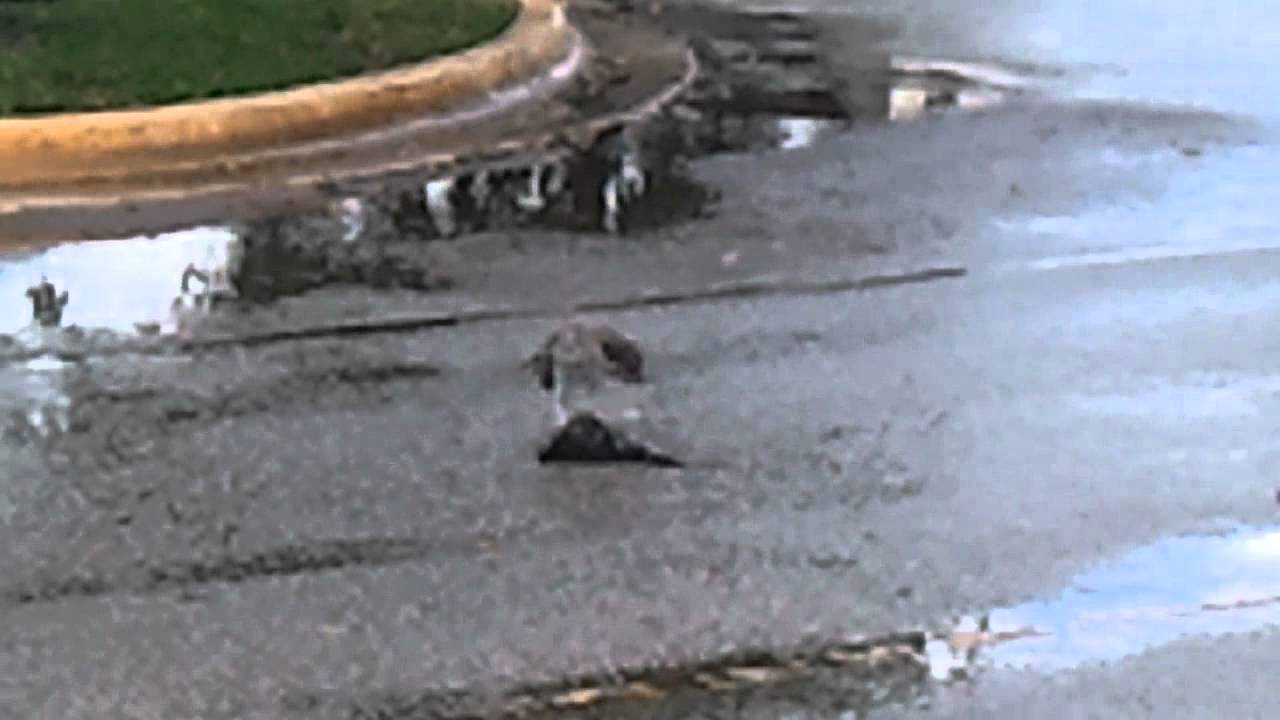 Hawk attacking a pigeon - YouTube