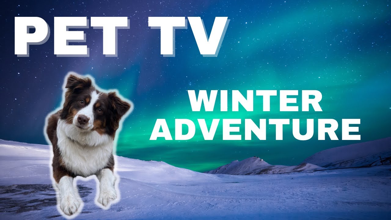 PET TV: Winter Adventure - 4.5 Hours of Happy Chill Music for Pets ...