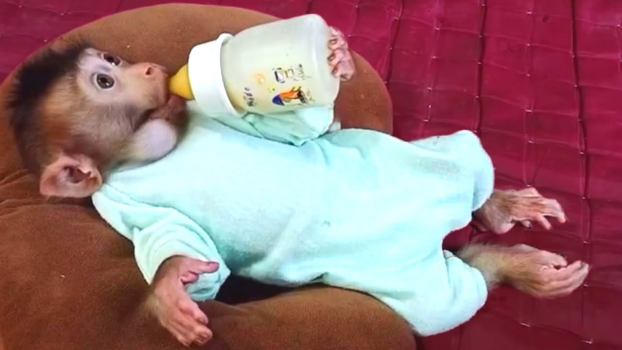 Monkey LiBi give his attention to dad.. - YouTube