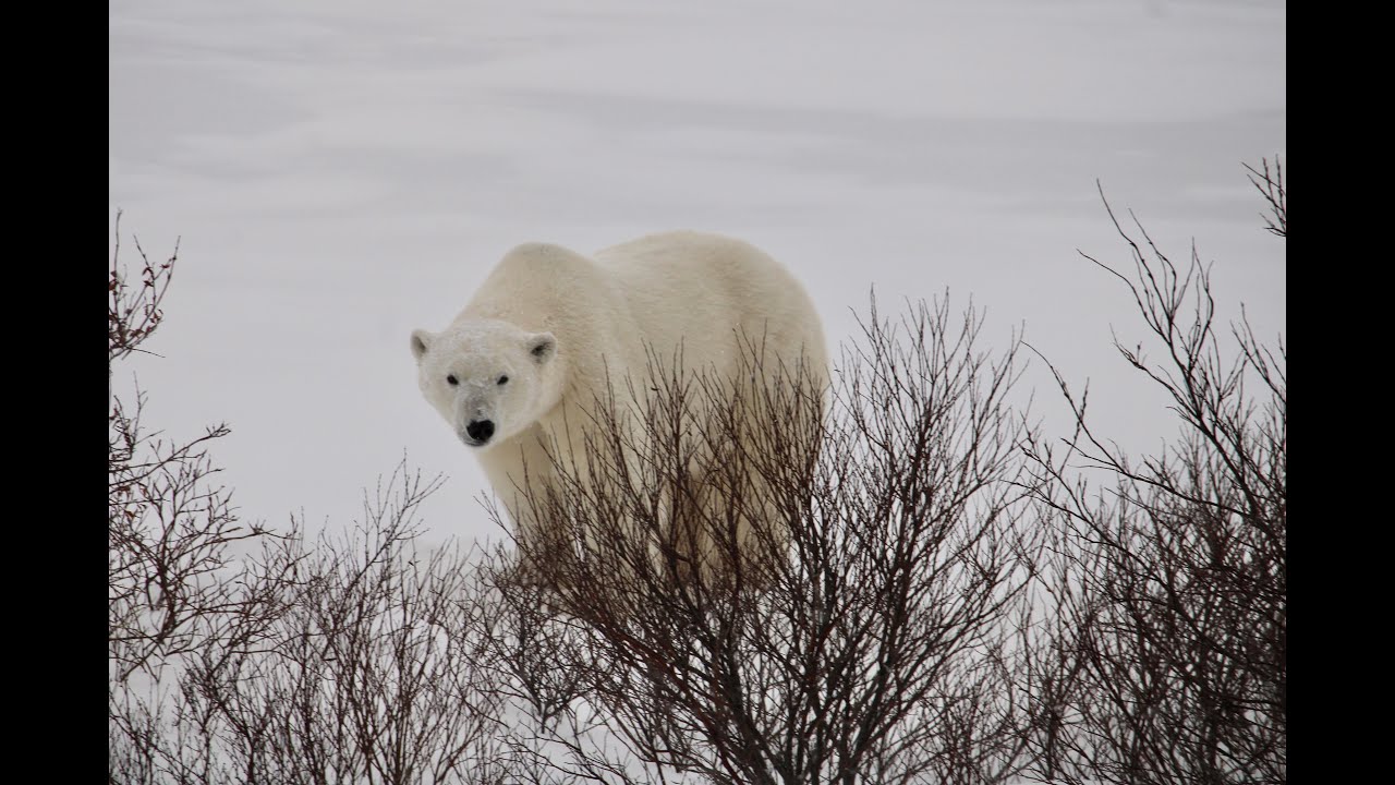 Canadian Polar Bears: Electric Tundra Buggy - YouTube