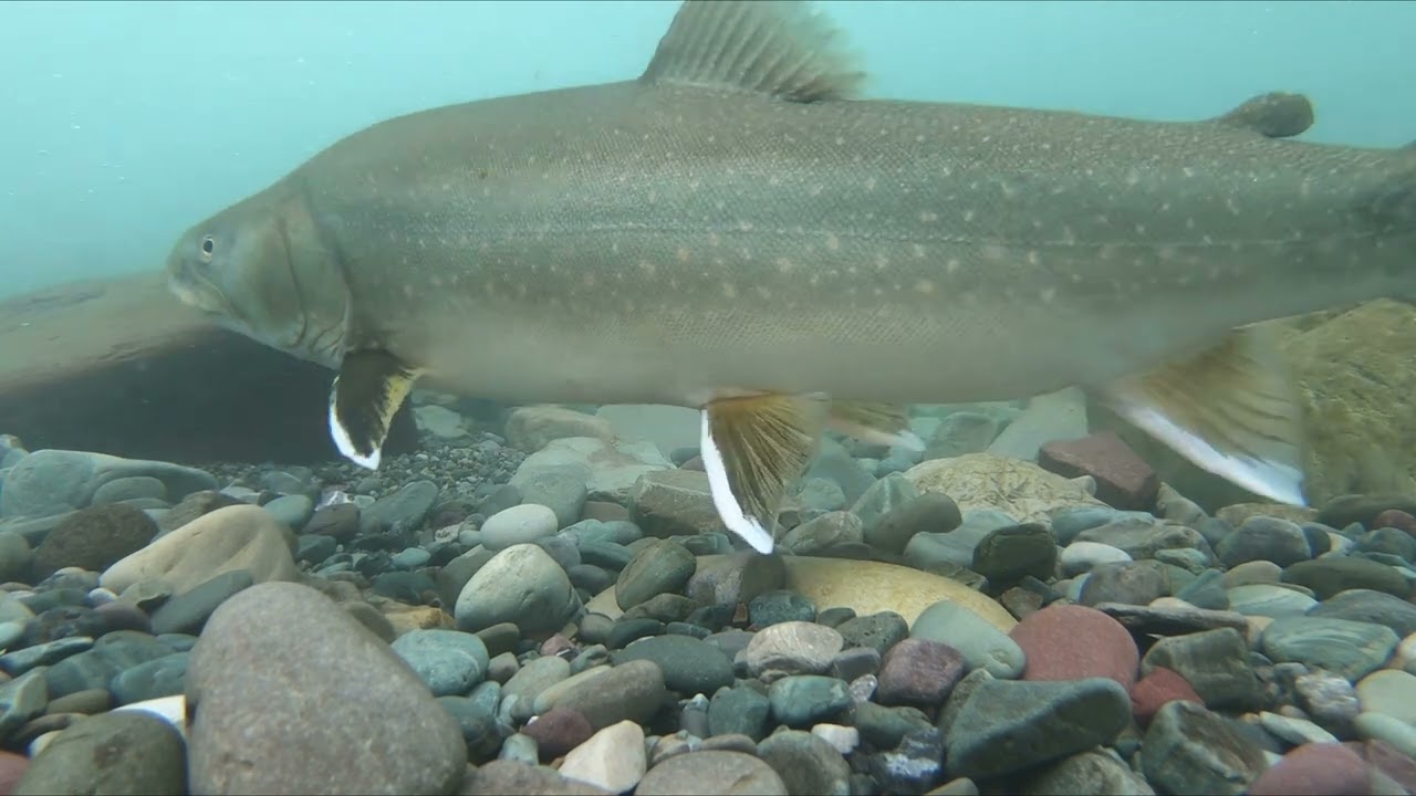 Large Adfluvial Bull Trout - East Kootenays, BC - YouTube