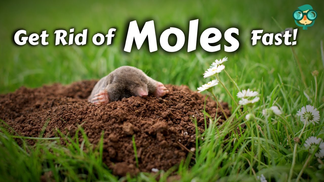 How to Catch Moles in Your Yard | How Do I Get Rid of Garden Moles | Effective Mole Trapping ...