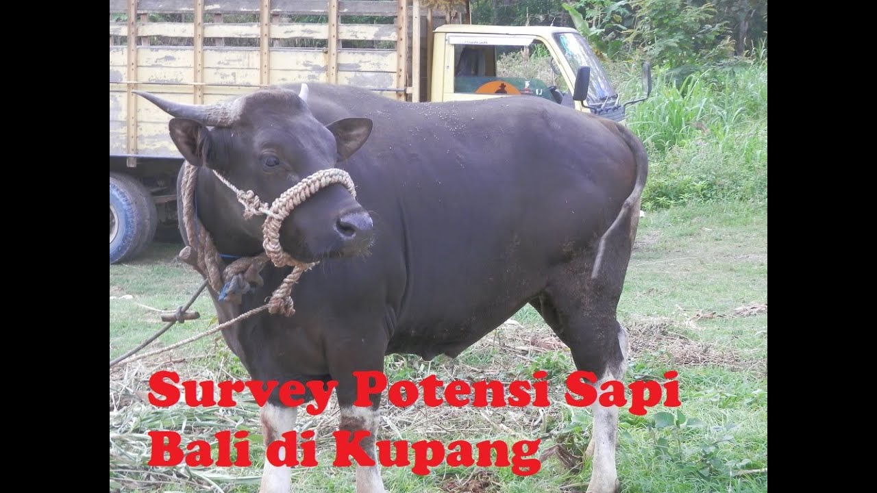 Survey Potensi Sapi Bali di Kupang, Nusa Tenggara Timur - YouTube