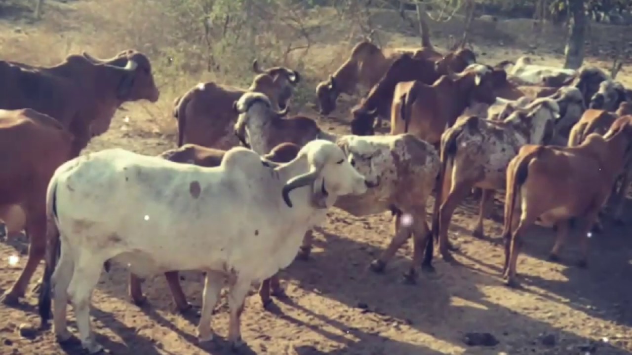GIR GAUMATA IS _WORLD_BEST GAUMATA AT PRESENT TIME...!!!!! - YouTube