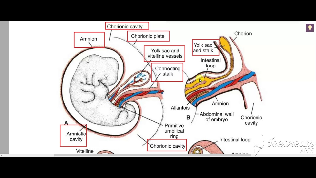 Umbilical cord 2 - YouTube