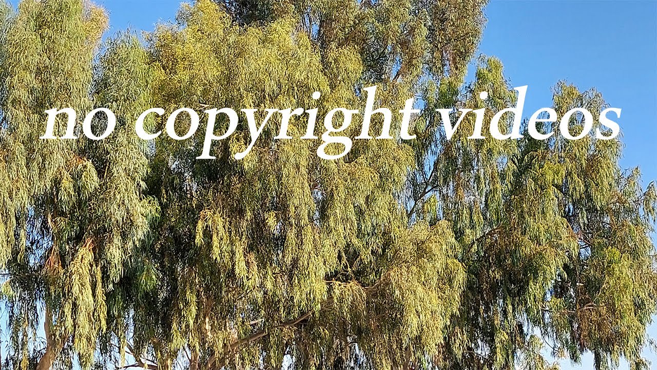 Lyptus tree video | free trees video | copyright free videos by CFV ...