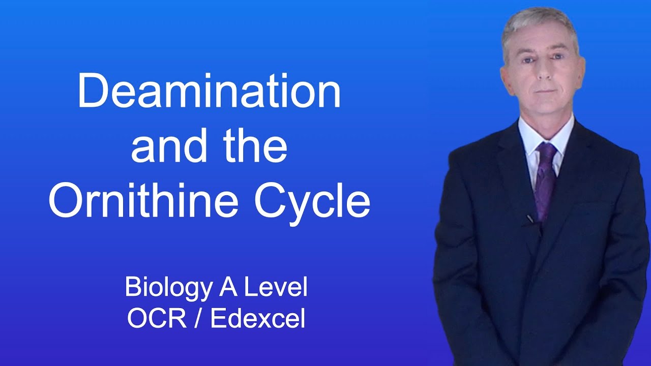 A Level Biology Revision (Year 13) "Deamination and the Ornithine Cycle ...