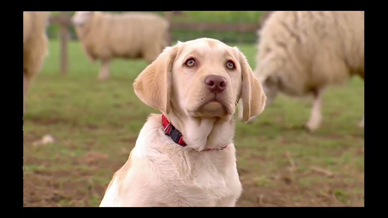 La Ferme du Bonheur - Saison 1 Épisode 1 - YouTube