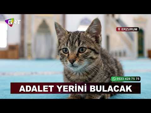 Camideki Kedi Olayında Başsavcılık Harekete Geçti