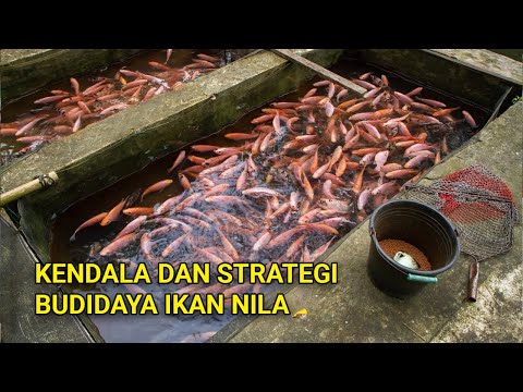 MASALAH BUDIDAYA IKAN NILA, WAJIB TAHU AGAR TERHINDAR DARI KEGAGALAN BUDIDAYA IKAN NILA