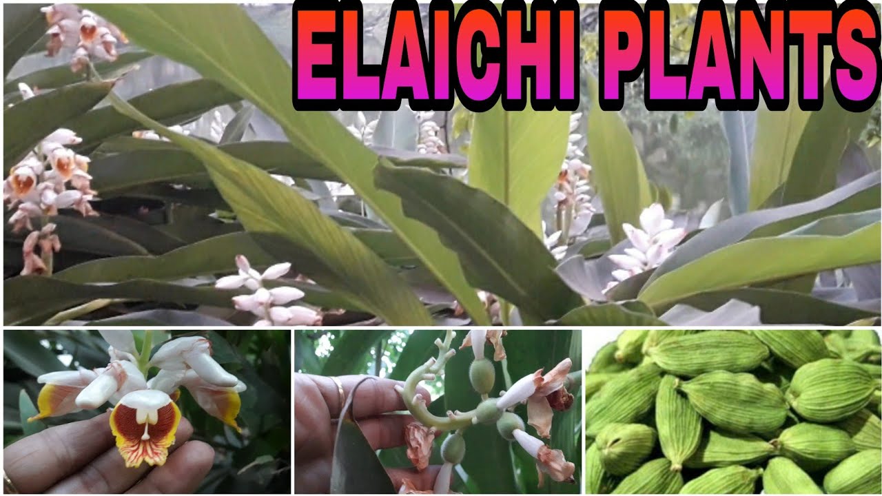 272.Cardamom Flowers||Elaichi plant grow and Care Tips||এলাচ ফুল - YouTube