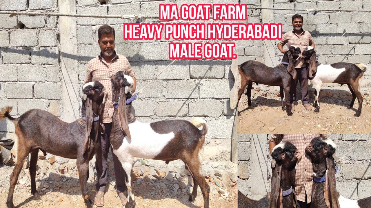 Heavy punch 11 month old Hyderabadi Male goat for sale for in Bangalore ...