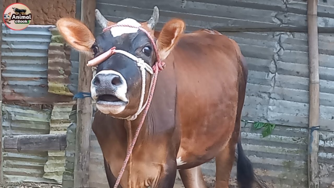 The Science Behind Cow Sounds and How They Communicate | Animal eBook ...