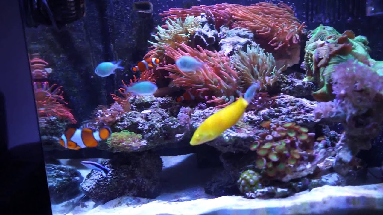 CadLight 60g nano reef reef tank 29g biocube - YouTube