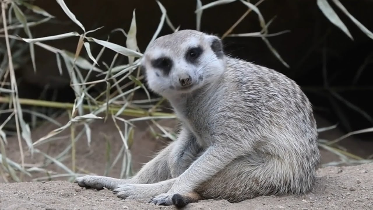 Sleepy Meerkat: Monday Mood - YouTube