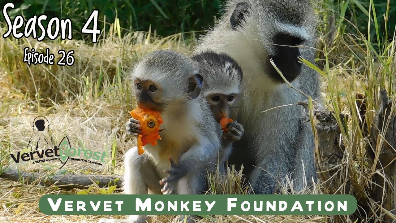 Baby orphan monkeys released into the Skunkey monkey group, updates on ...