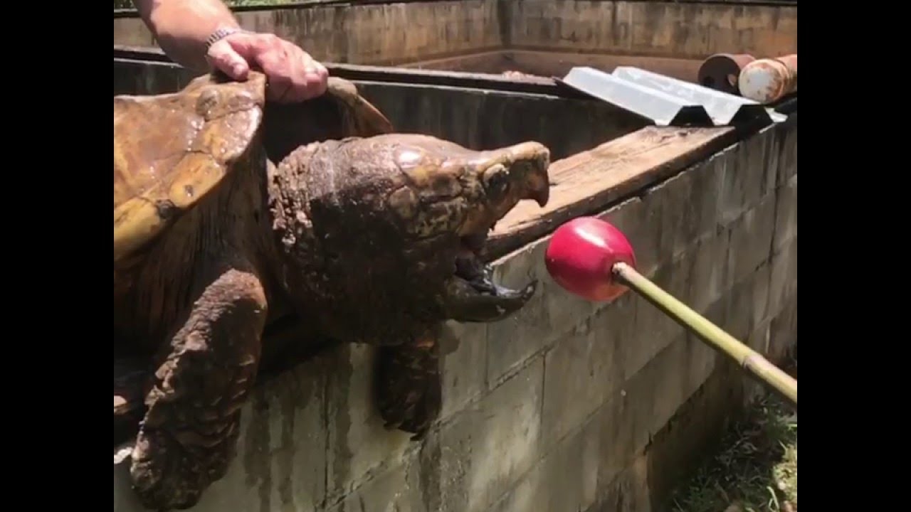 Snapping Turtle Eats An Apple Viralhog Youtube 5042