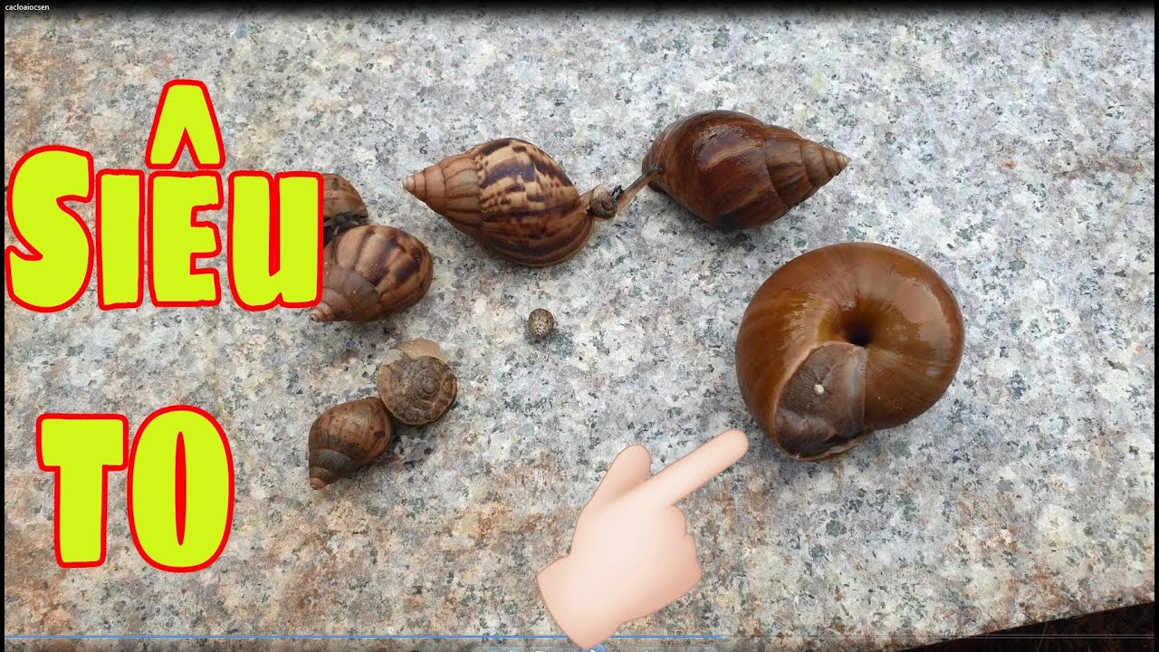 Con Ốc Sên - SUPER - SIZED SNAIL - các con vật cho bé - Largest Snail ...