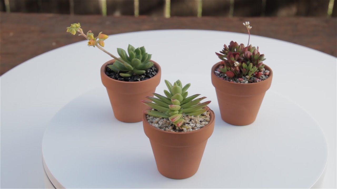 Beautiful Mini Succulent Trio - YouTube