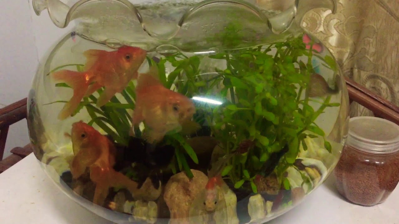 My little round fish tank - YouTube