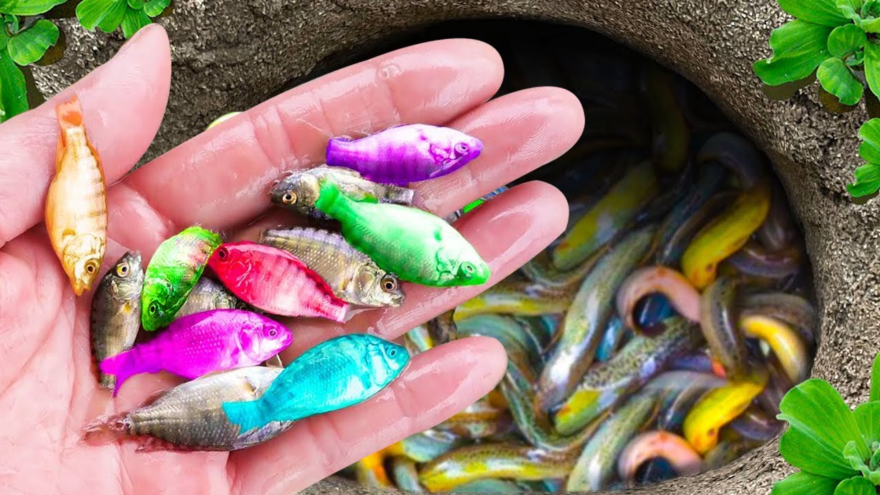 Catch Beautiful Rare Ranchu Fish in Small Ponds, Baby Sharks, Golden ...