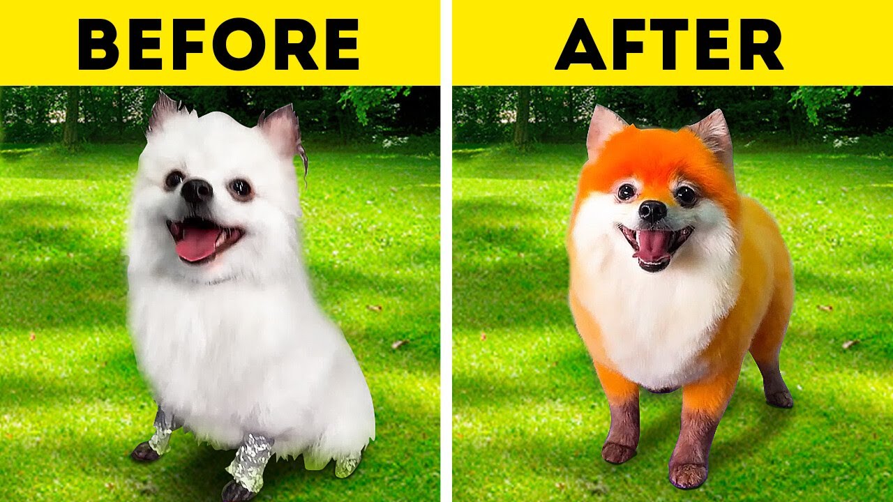 Cutest Dog Transformations That Will Impress You || Real SPA For ...