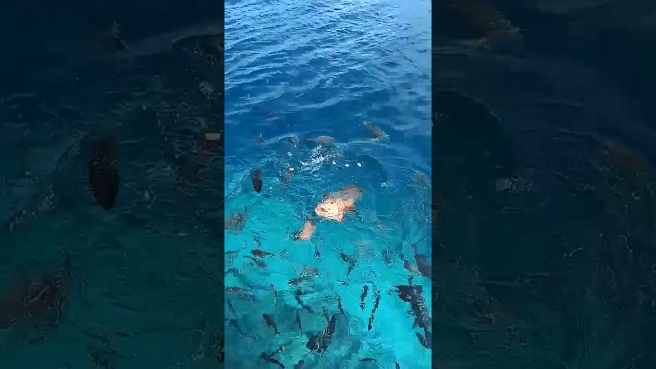 Lifted Uptown liberty by big eye hunger fish - YouTube