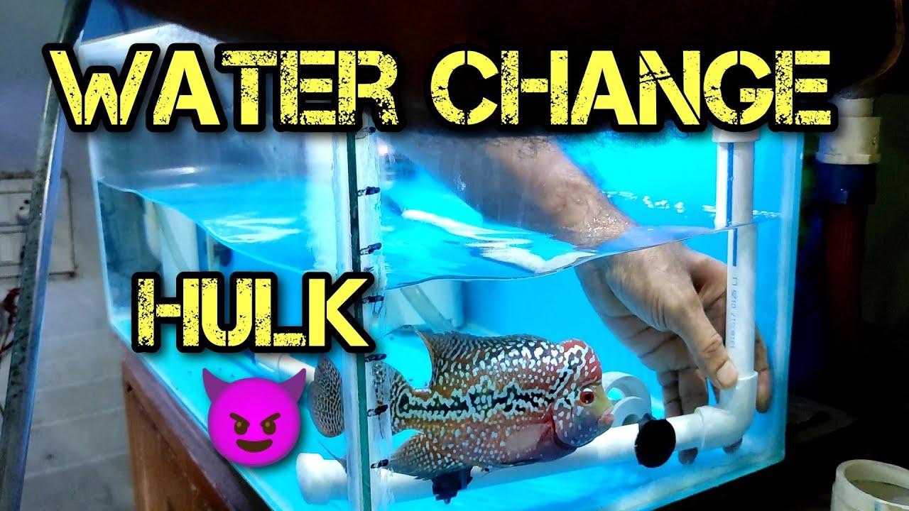Water Change Of My Both Aquariums || Importance Of Water Change 👍😊 ...