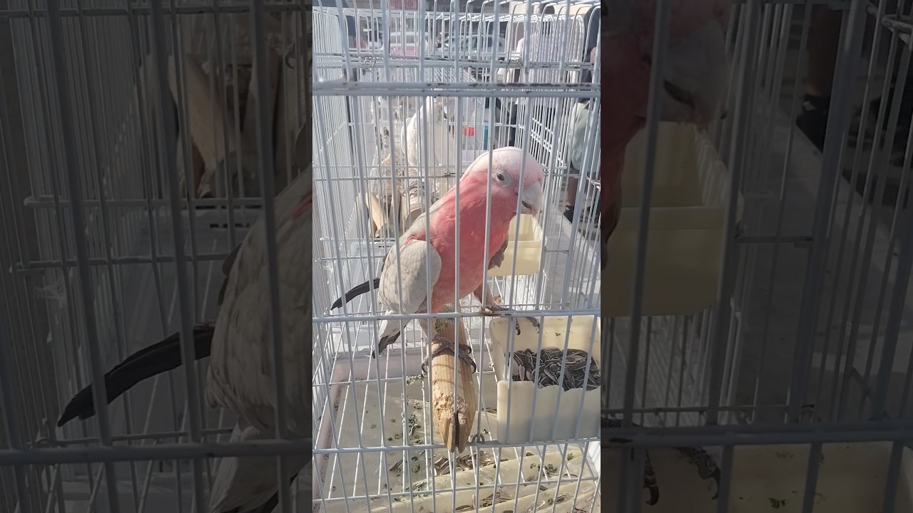 Pet Birds Market # Riyadh # Saudi Arabia # parrots - YouTube