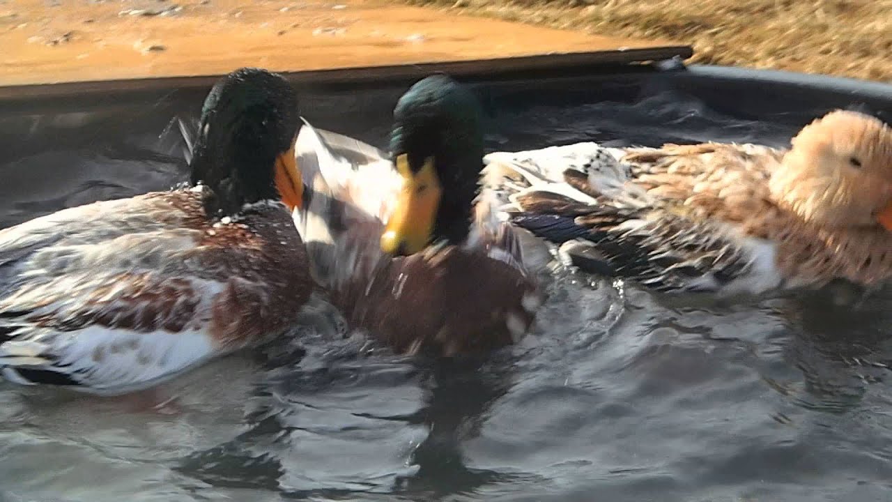 Ducks mating fail while swimming - YouTube