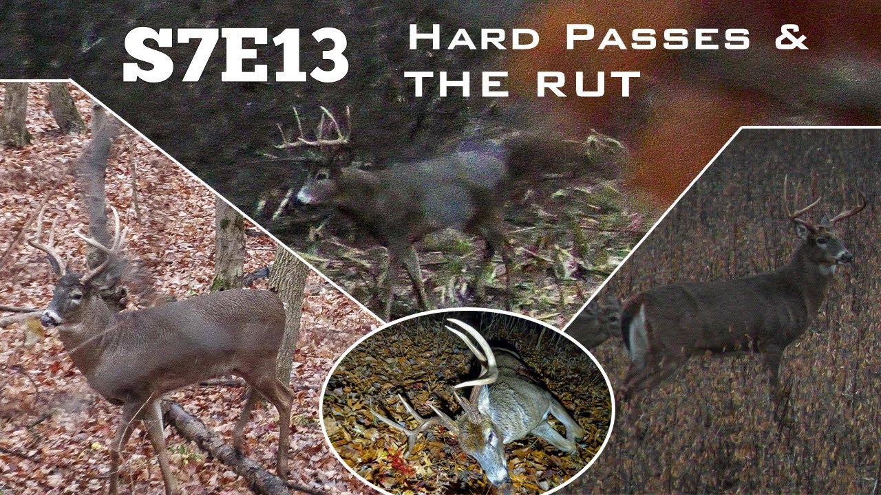 Bowhunting The OHIO RUT | Monster Bucks | Beautiful Deer Hunting ...