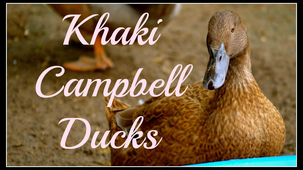 Our Khaki Campbell Ducks~ - YouTube