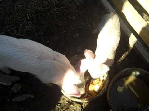 Pigs Eat Slop - YouTube