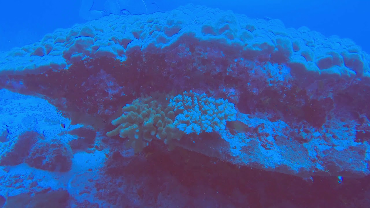 Diving with Sharks and Mobula Ray in the Maldives - YouTube