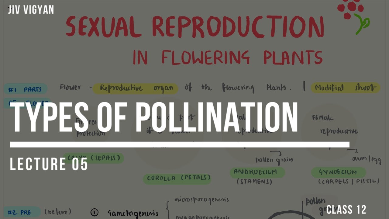 Types of pollination | CHAPTER 02 | Class 12 | NCERT @Ajay Mahto - YouTube