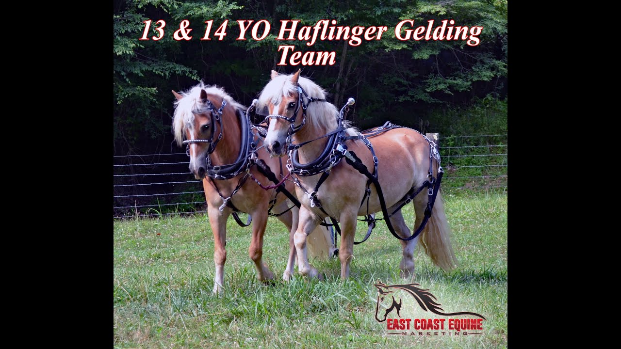 Haflinger Team - YouTube
