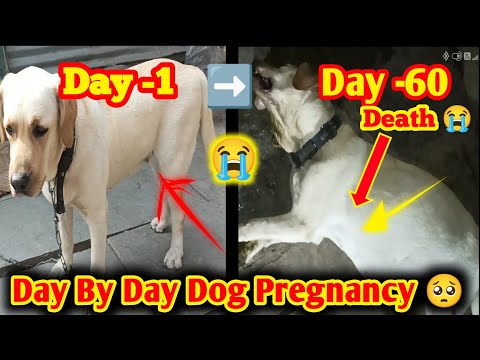 How Long Does A Golden Retriever Pregnancy Last