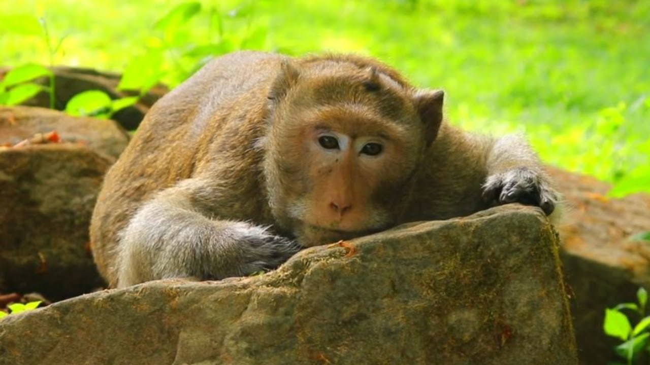 Who Sadden King Monkey Mark ?| Mark is A King Of Amber Troop - YouTube