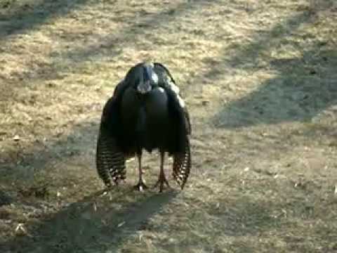Funny Animal Video Turkey Strut - YouTube