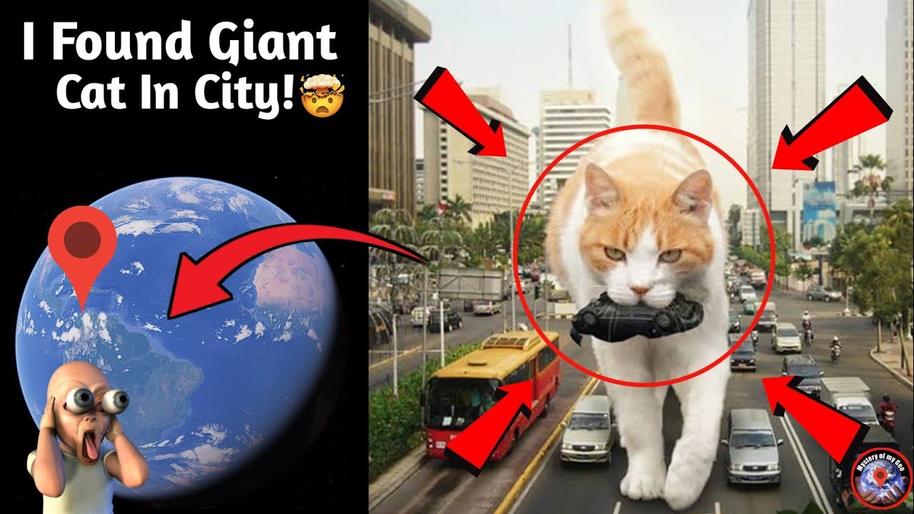 🤯 I Found Strange Giant Cat 🐈 Attack in City On Google Earth and Google ...