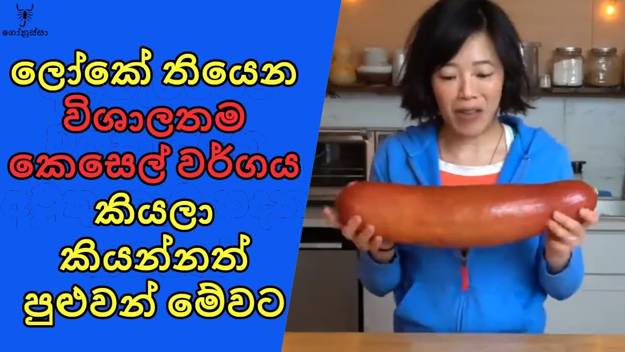ලෝකේ ලොකුම කෙසෙල් වර්ගය Youtube