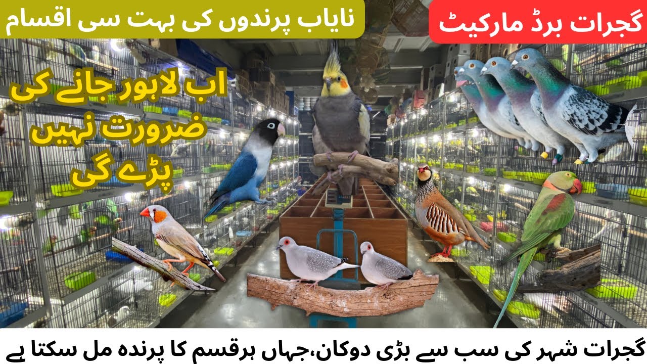 Gujrat Biggest Birds shop | Bird market in Gujrat | Fazal Bird shop ...