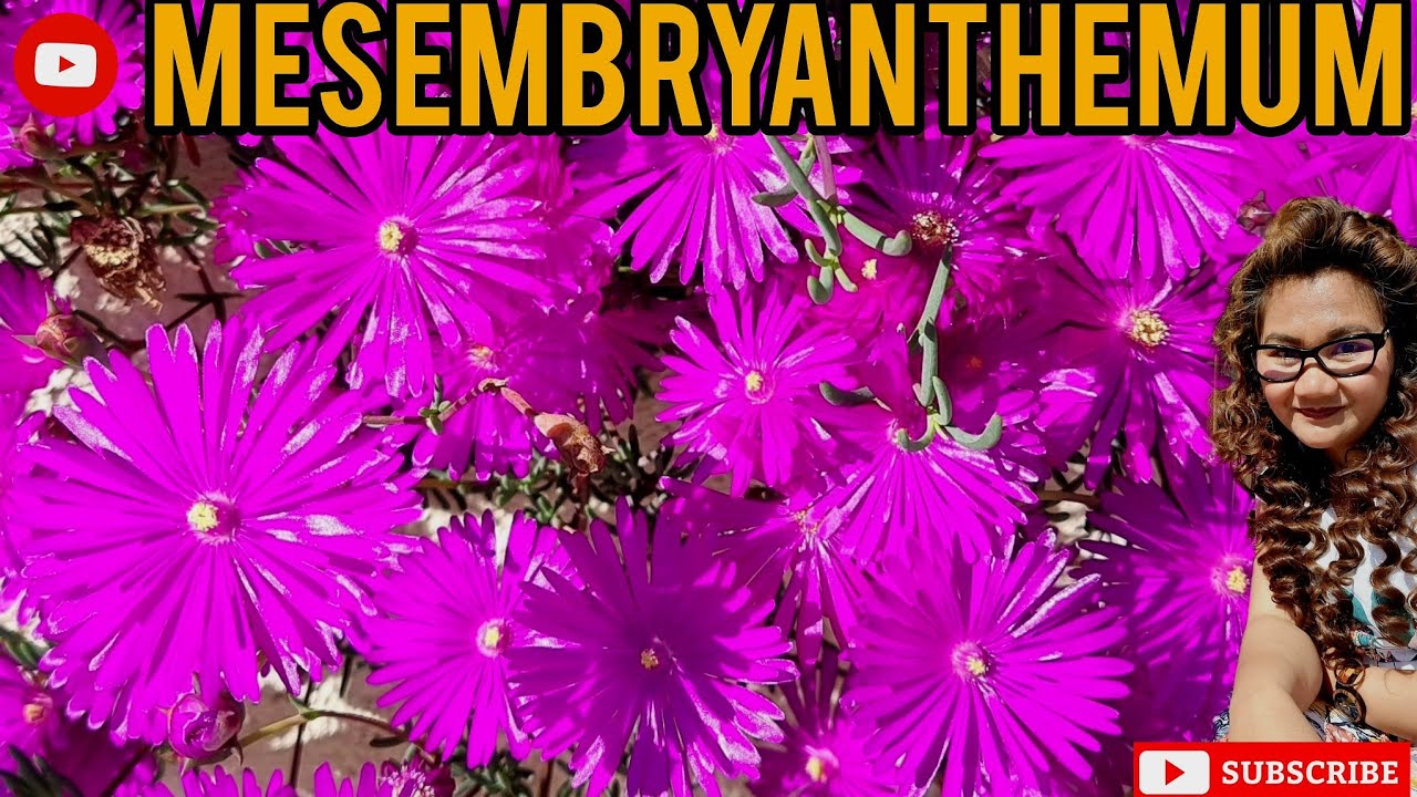 Mesmerizing Mesembryanthemums: Exploring the Beauty of Living Stone ...