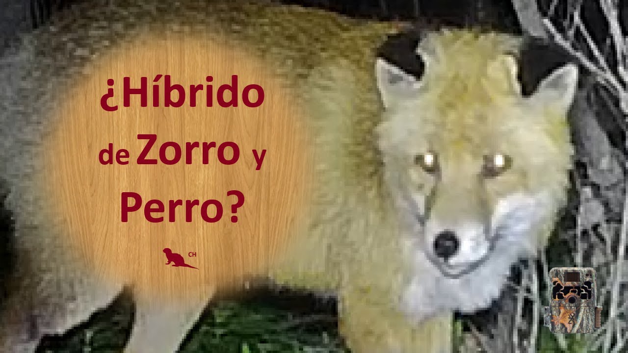 🌳 ¿Híbrido ZORRO-PERRO? 🦊 - YouTube