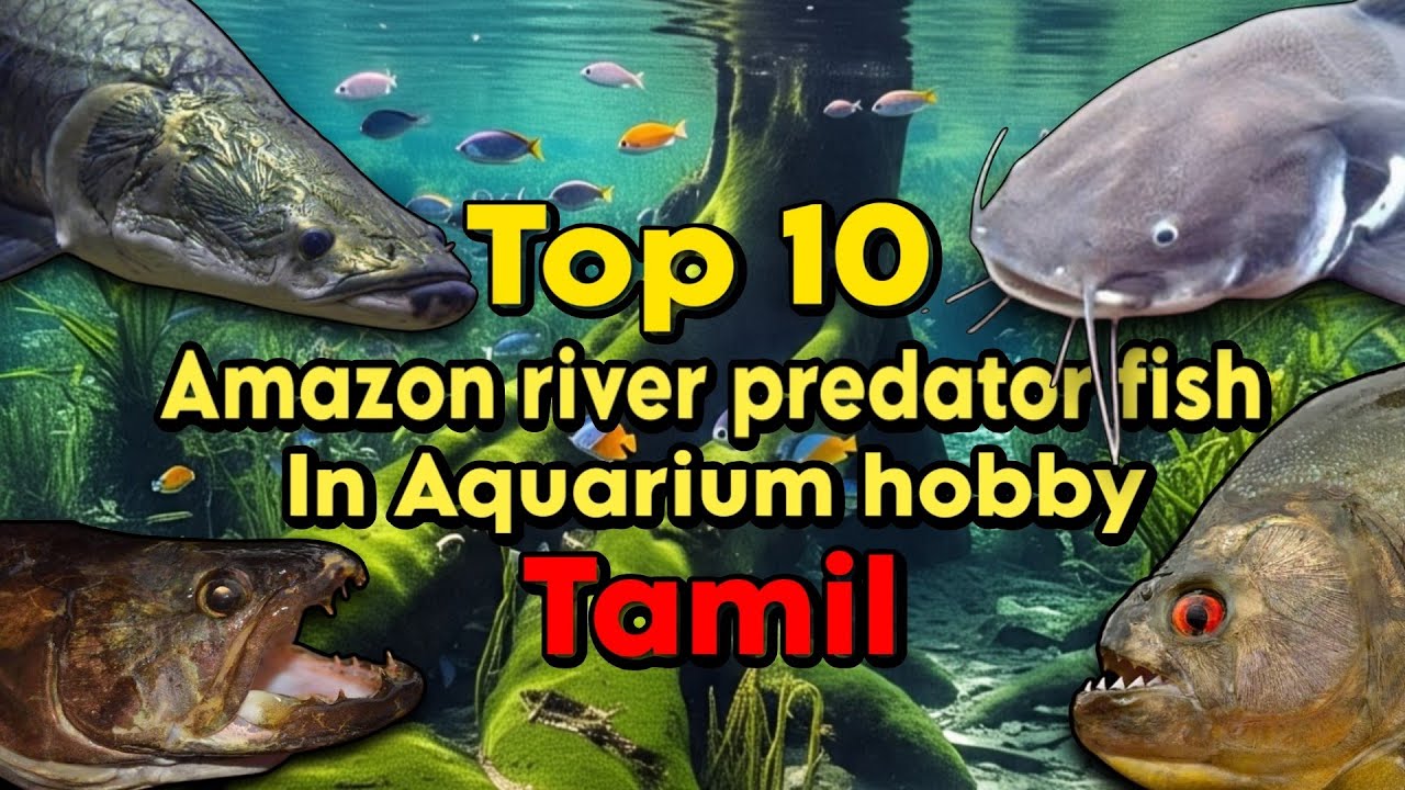 Top 10 Amazon river predator and monster fish in Aquarium hobby | Tamil ...