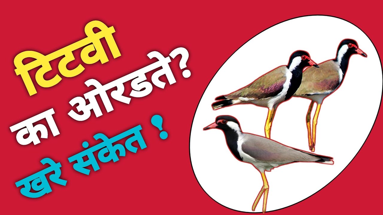 टिटवी का ओरडते? टिटवी ओरडणे शुभ की अशुभ? | Why Titvi Shouting? | Red ...