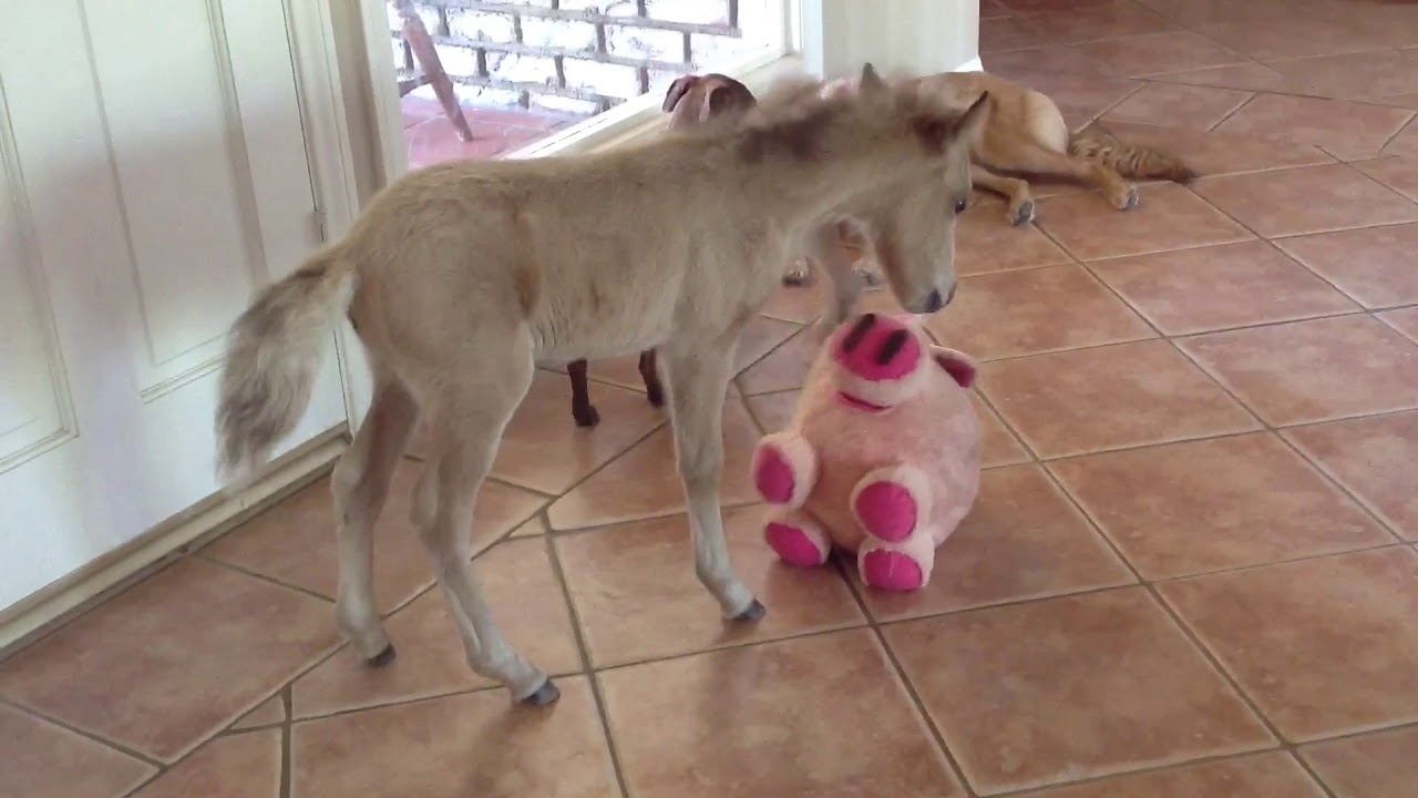 Horse lives in house! - YouTube