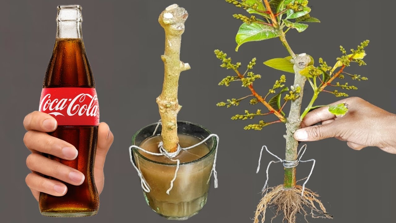 Do You Know That We Can Grow Cuttings With Coco Cola And Coco Cola ...