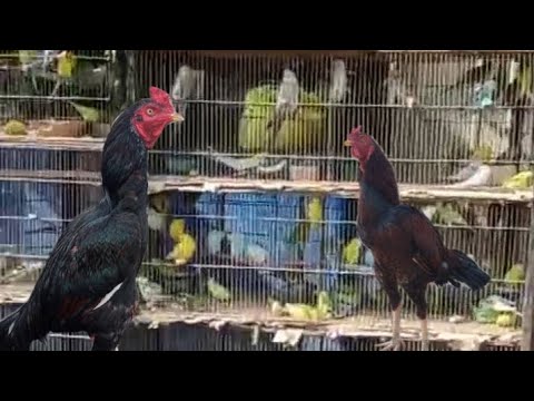 rangi tote aur aseel murga Sindhi murga all tote - YouTube